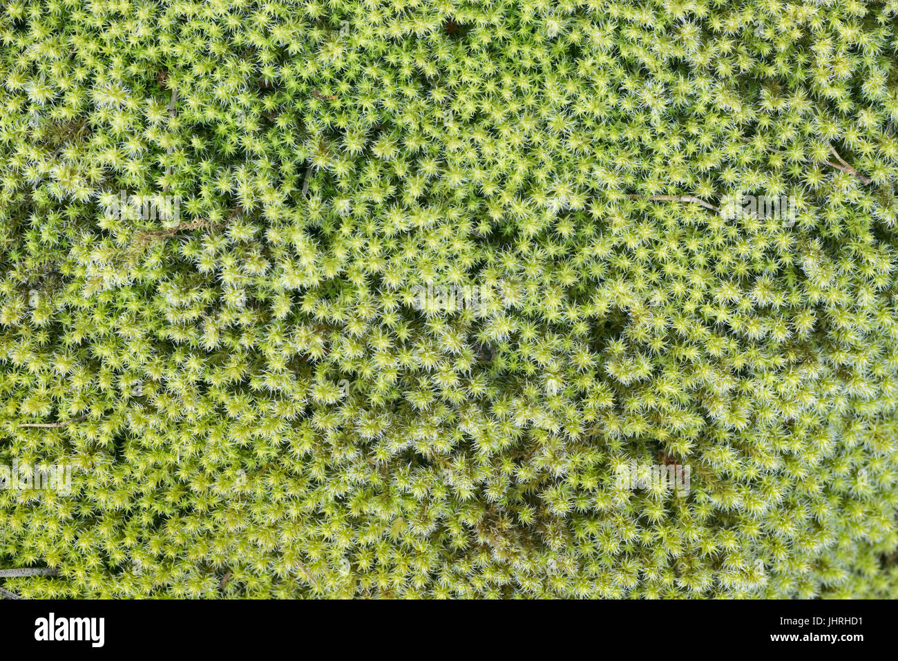 nature green moss in forest background Stock Photo - Alamy
