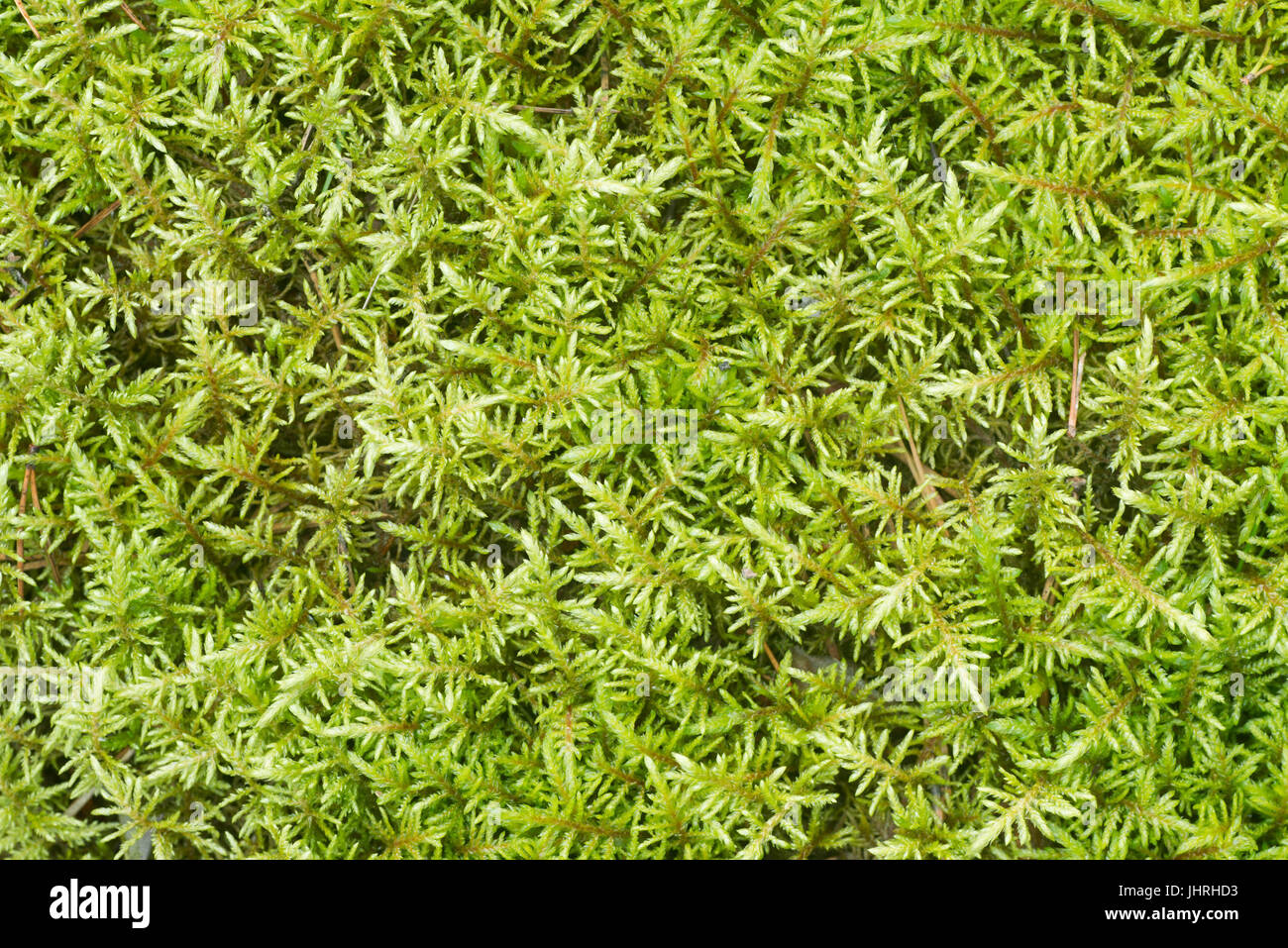 nature green moss in forest background Stock Photo - Alamy