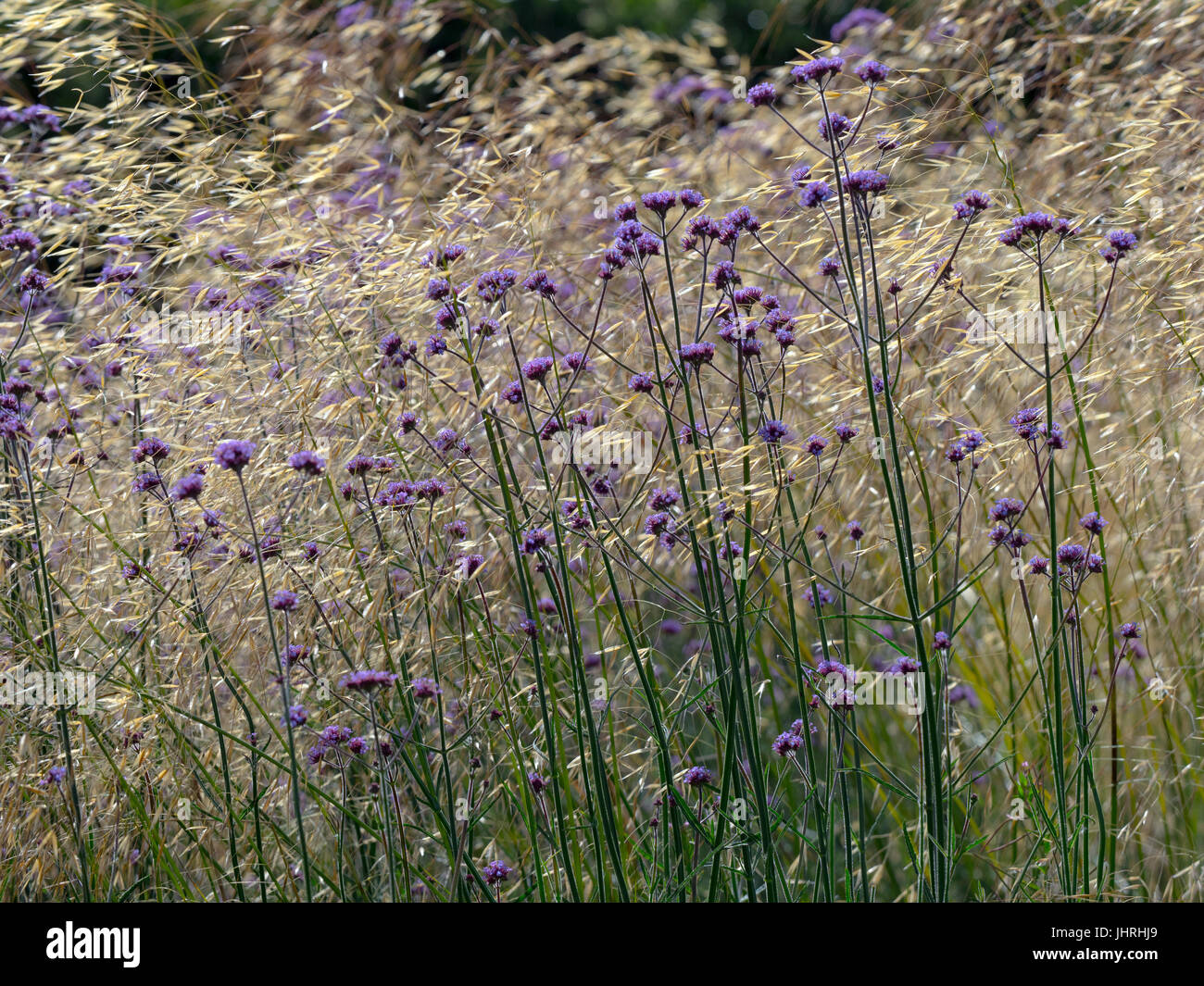 Verbena bonariensis and the grass Stipa giganta in garden border Stock ...