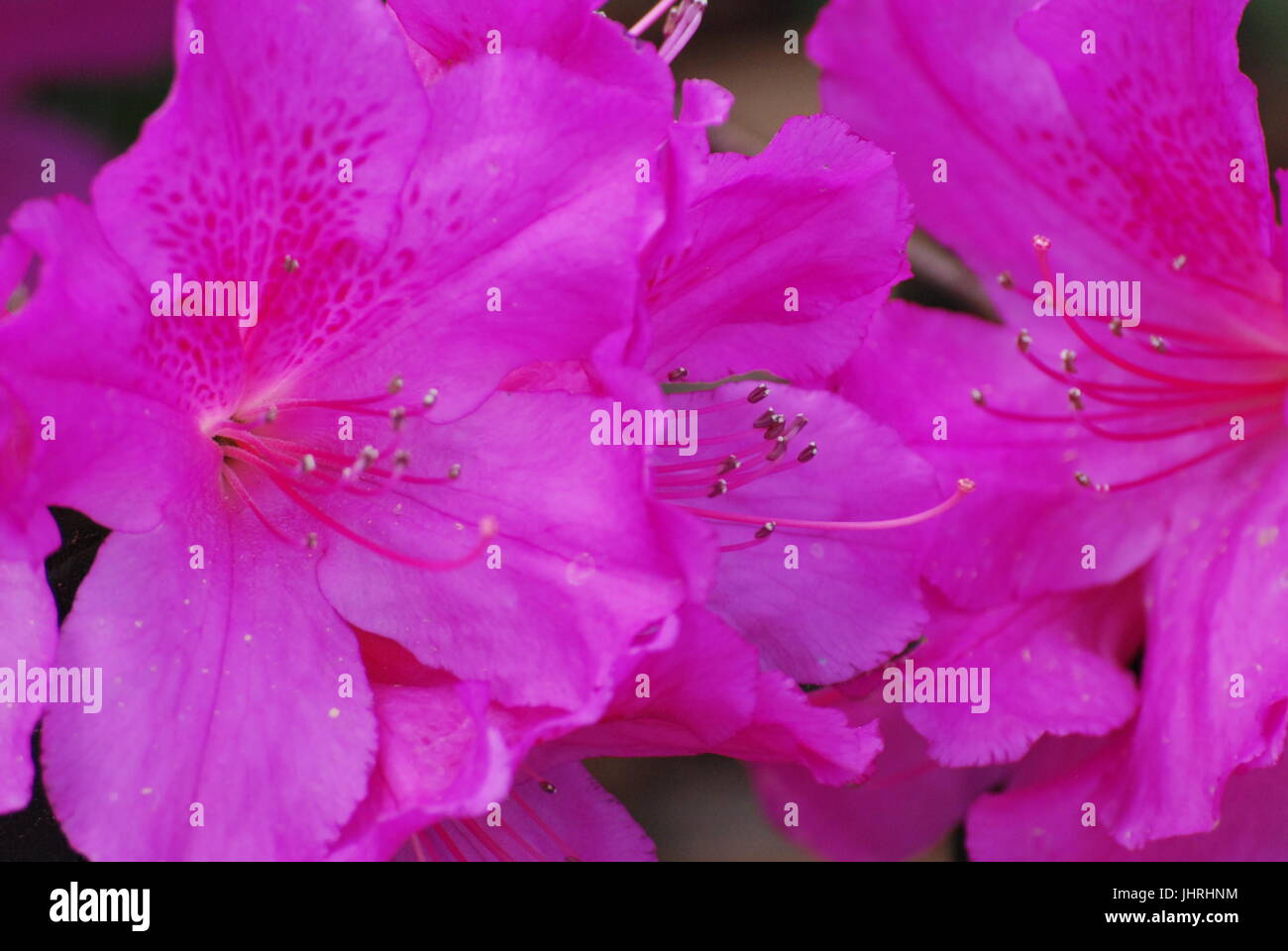 Savannah flower hi-res stock photography and images - Alamy