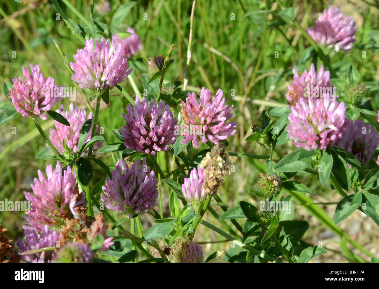 Purple corn flowers hi-res stock photography and images - Alamy