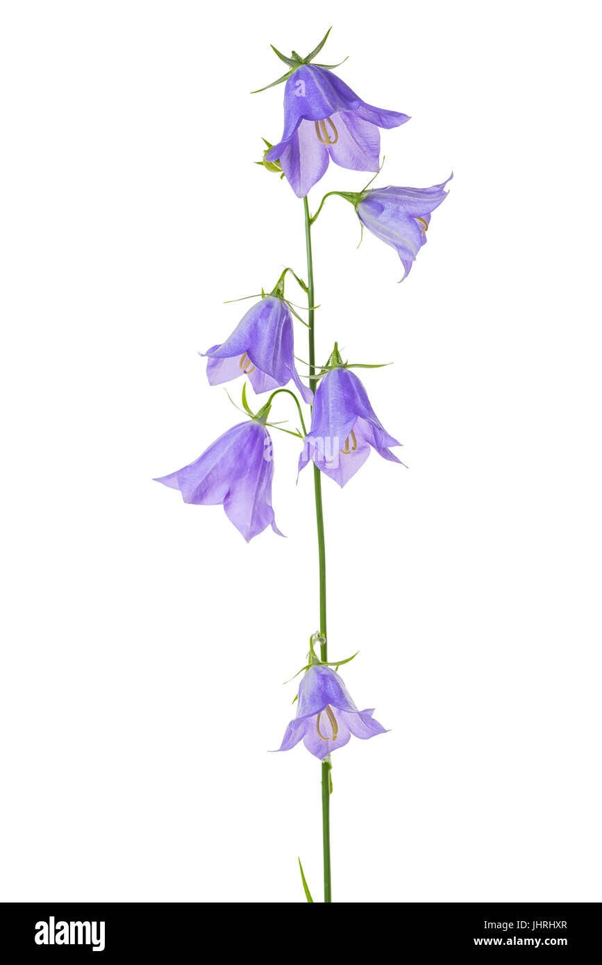 beautiful blooming bouquet blue bell flower isolated on white ...