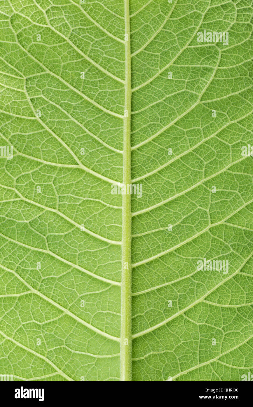 leaf of fluffy cover texture, plant elecampane, inula helenium ...