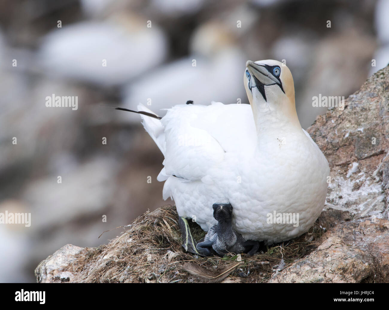 A very young Northern Gannet chick (Morus bassanus) peeps out from ...