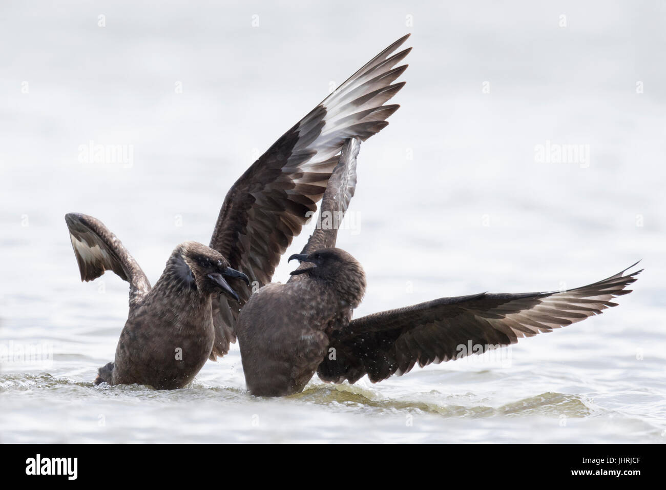 Pair of great skuas hi-res stock photography and images - Alamy