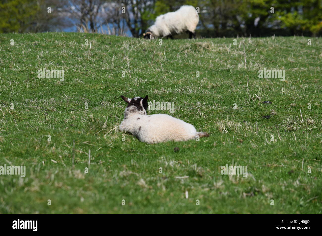 Sheep and lambs Stock Photo - Alamy