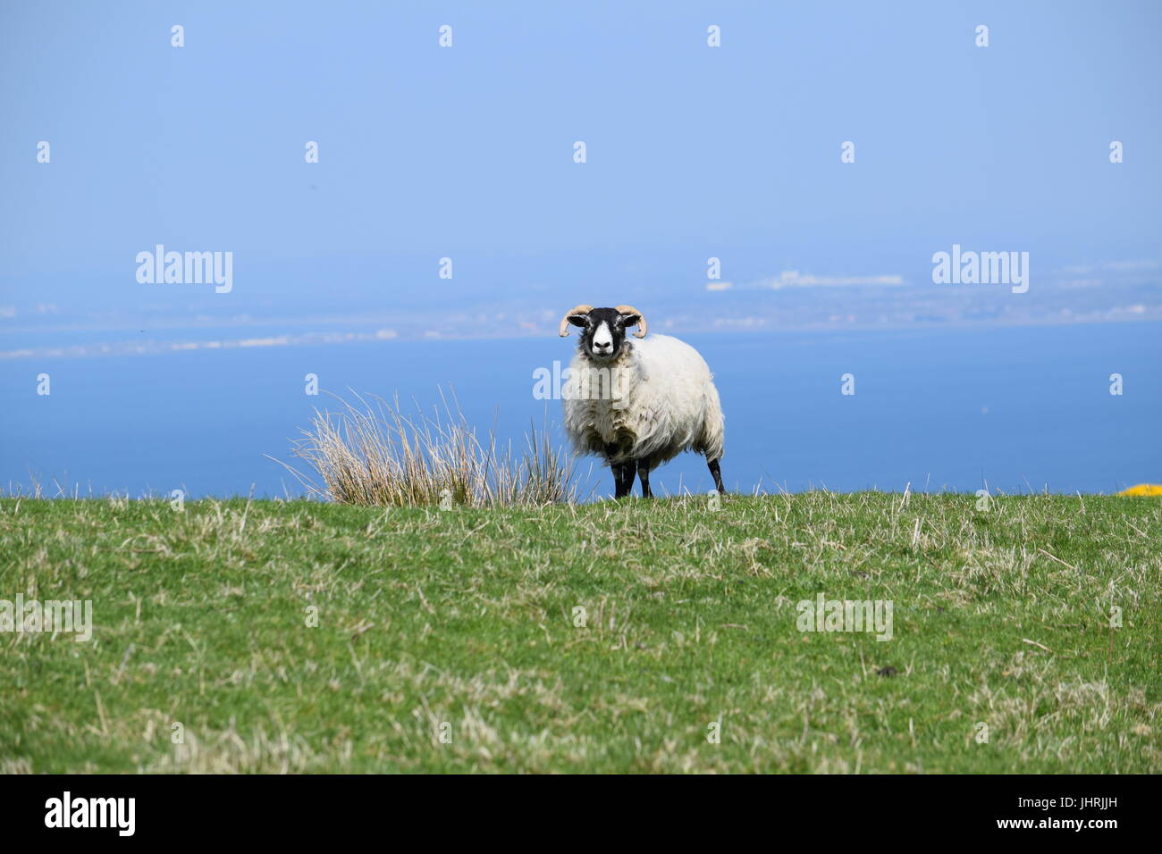Sheep and lambs Stock Photo - Alamy