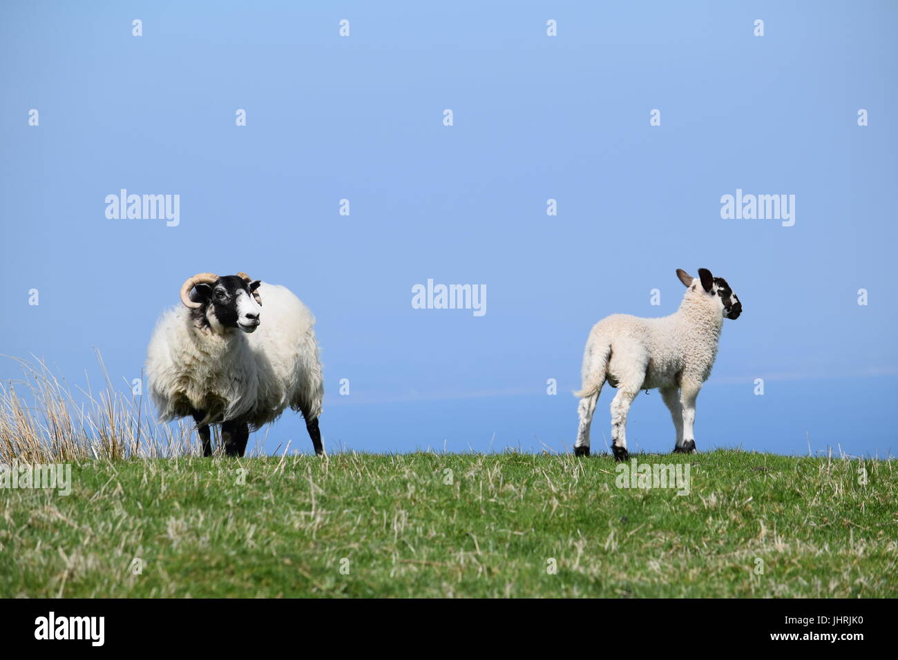 Sheep and lambs Stock Photo - Alamy