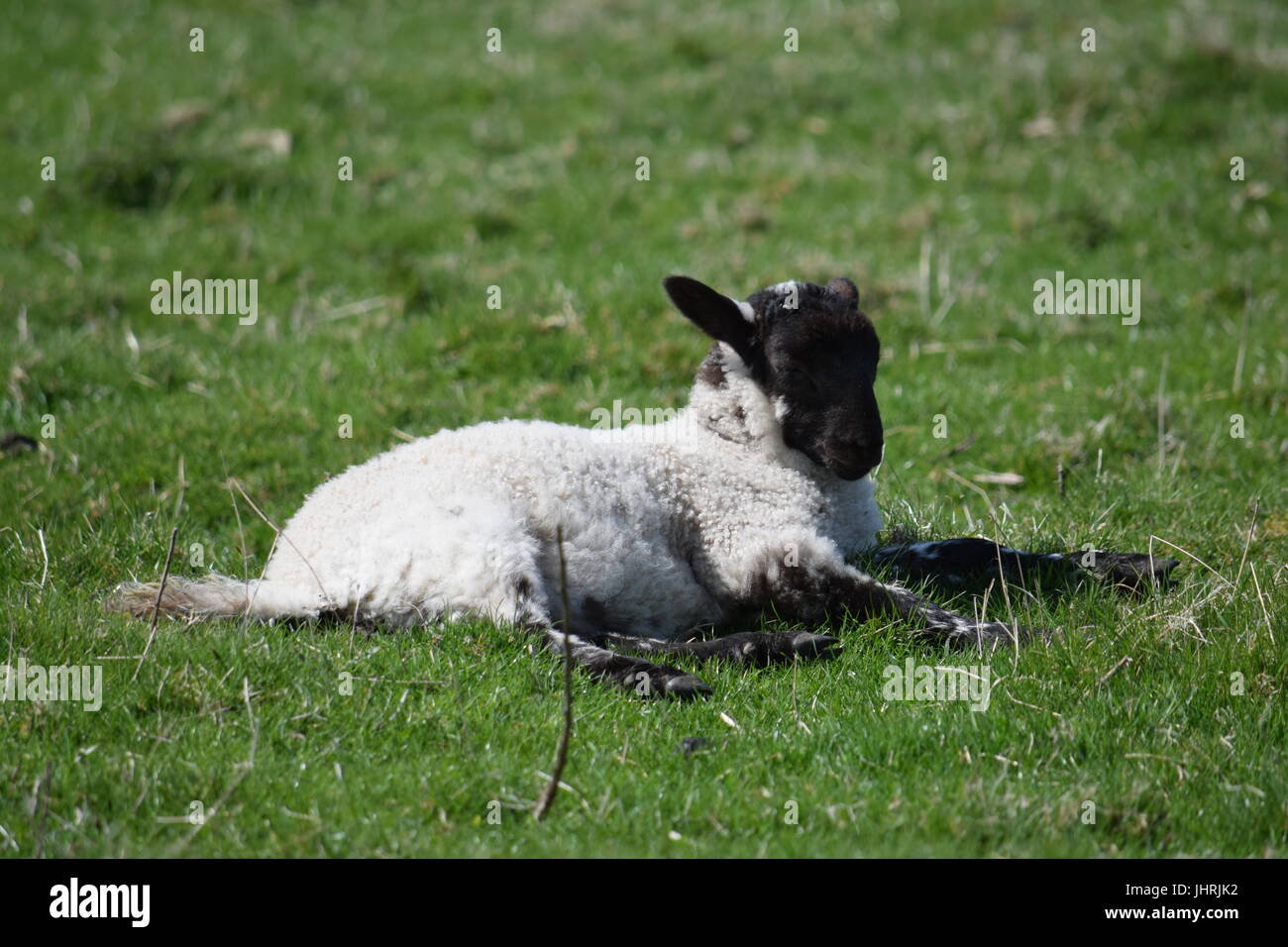 Sheep and lambs Stock Photo - Alamy