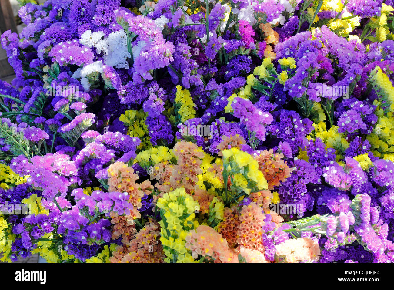 Statice flowers for sale at the Saturday market Colares near Sintra ...