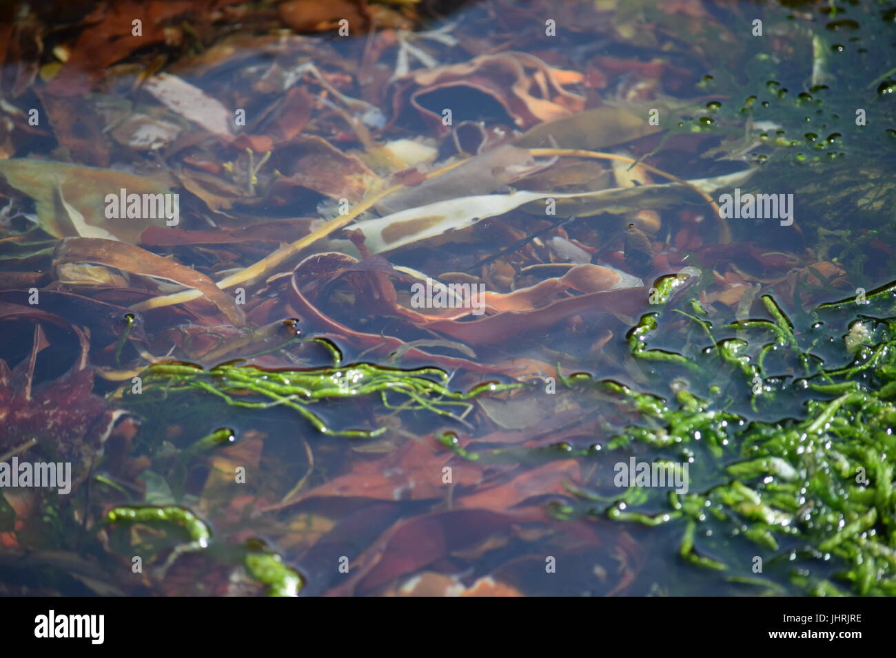 Seaweed in a rock pool Stock Photo - Alamy