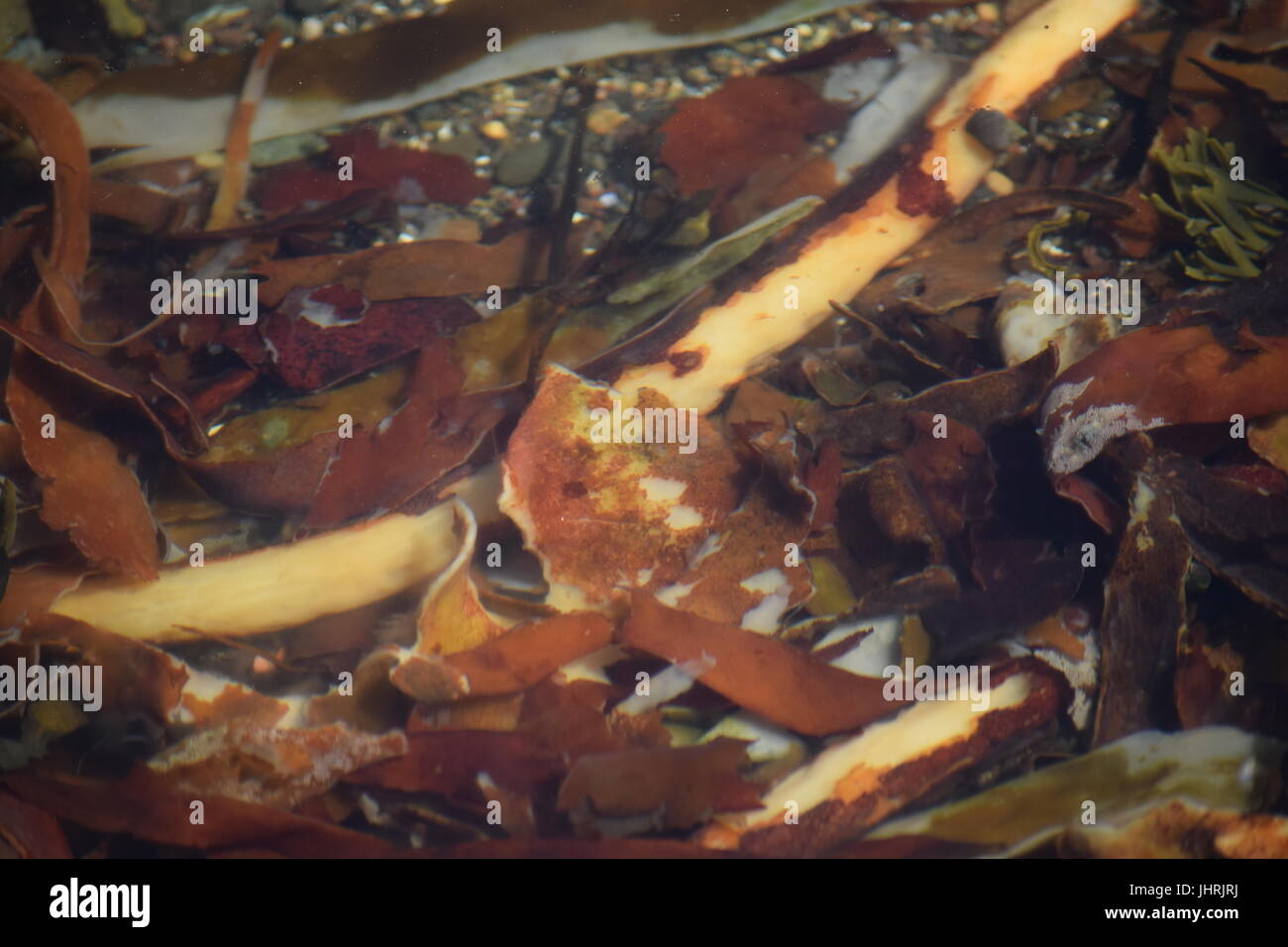 Seaweed in a rock pool Stock Photo - Alamy