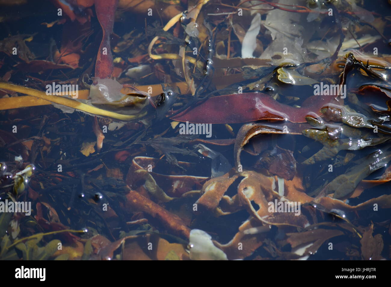 Seaweed in a rock pool Stock Photo - Alamy