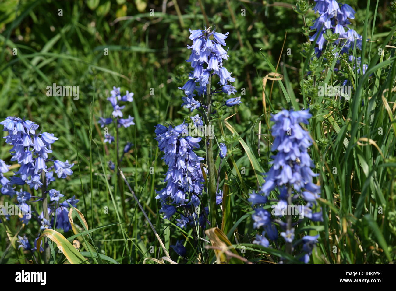 Scottish bluebells, a host Stock Photo - Alamy