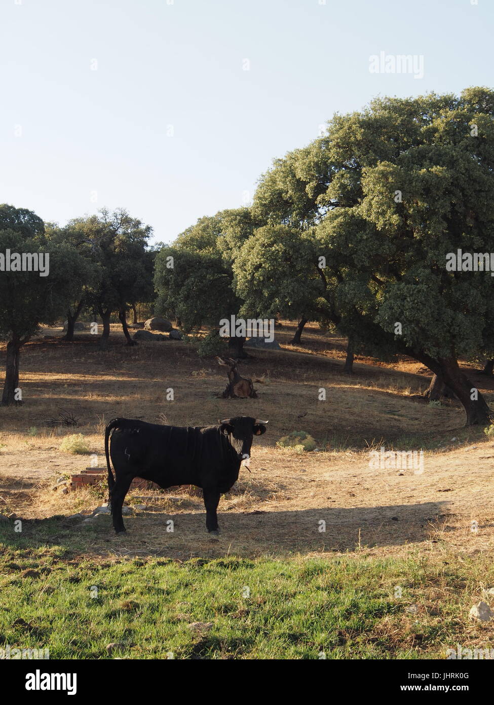 Big black bull hi-res stock photography and images - Alamy