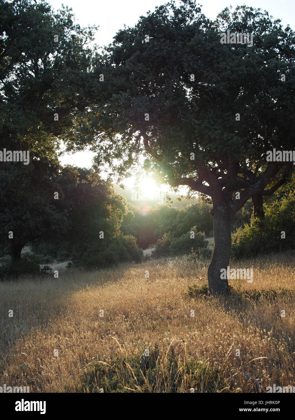 Setting sun through branches of a tree hi-res stock photography and ...