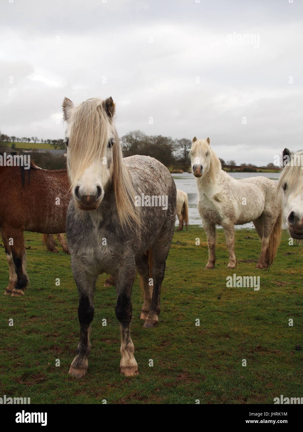 Welsh mountain ponies wild on the common Stock Photo - Alamy