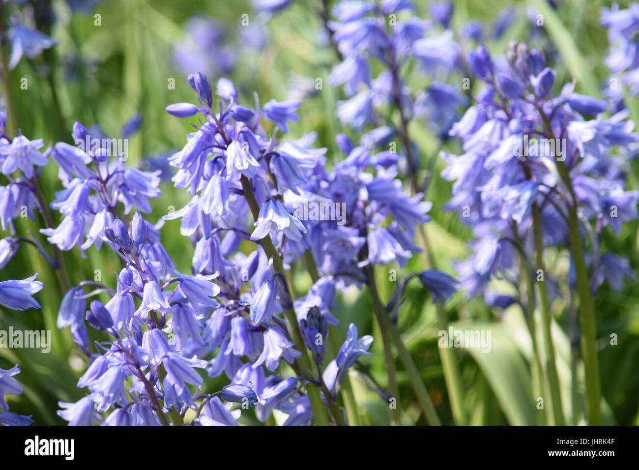 Scottish Bluebell Stock Photos & Scottish Bluebell Stock Images - Alamy