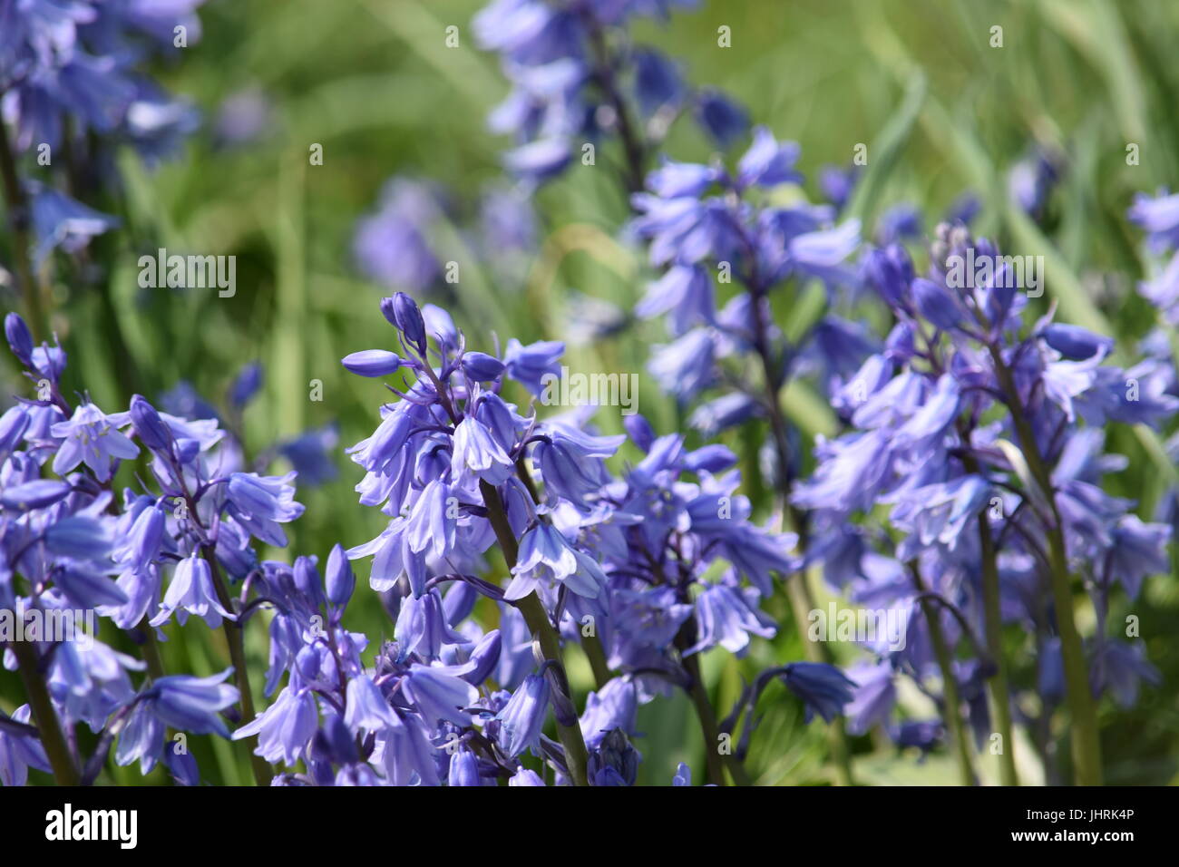 Scottish Bluebell Stock Photos & Scottish Bluebell Stock Images - Alamy