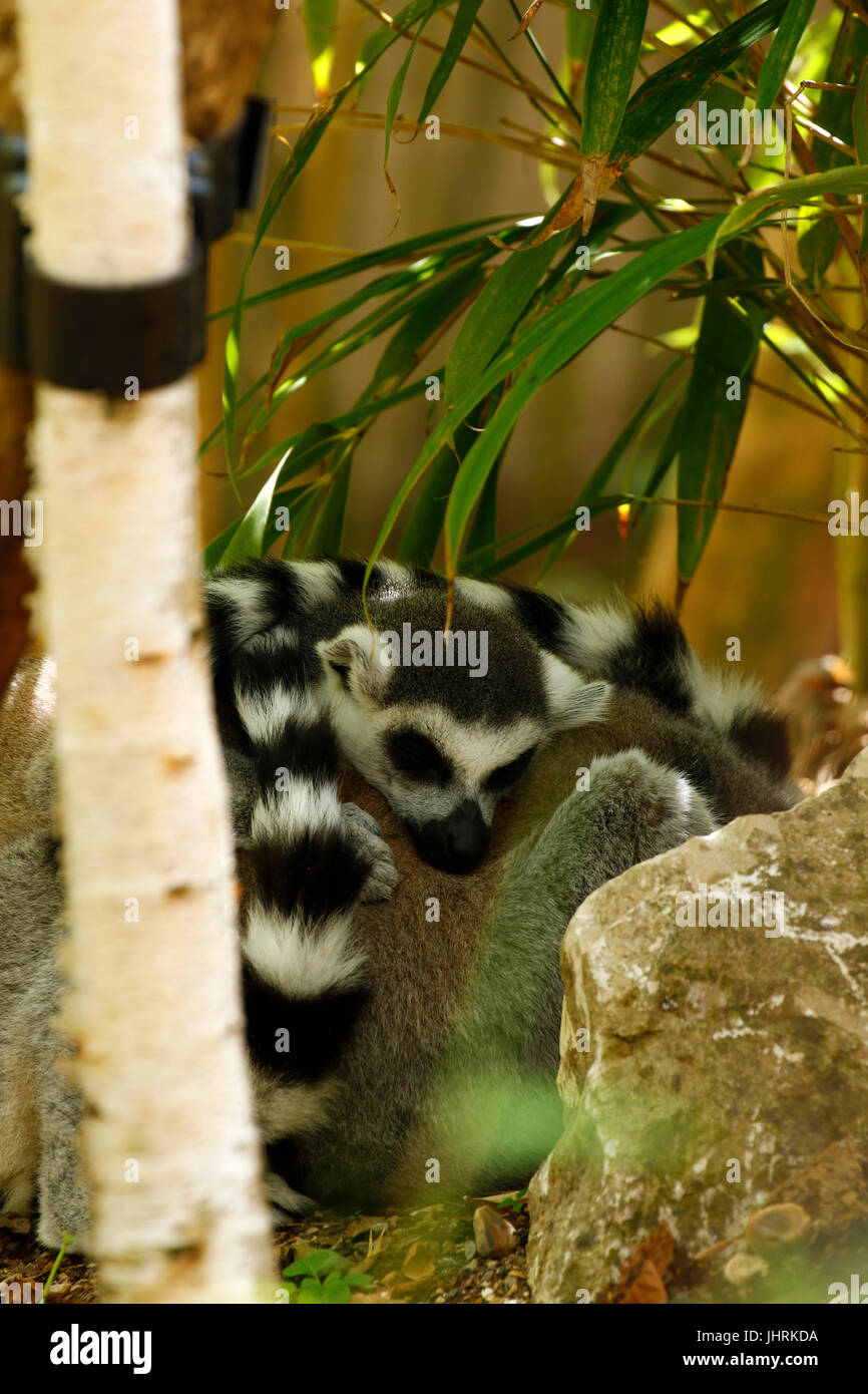 Lemur huddle hi-res stock photography and images - Alamy