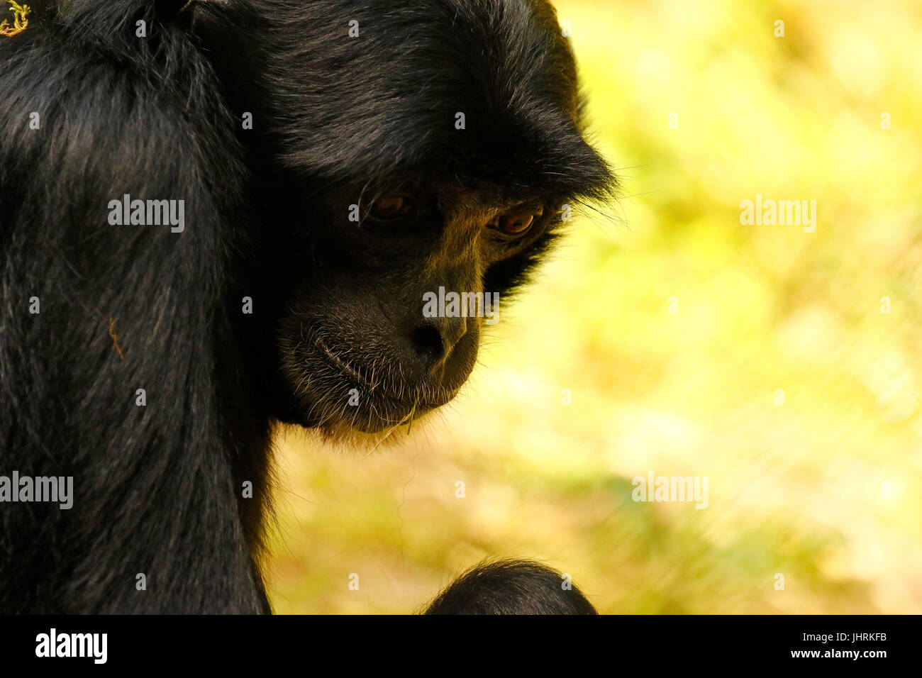 Gibbons also known as Smaller or Lesser apes Stock Photo - Alamy