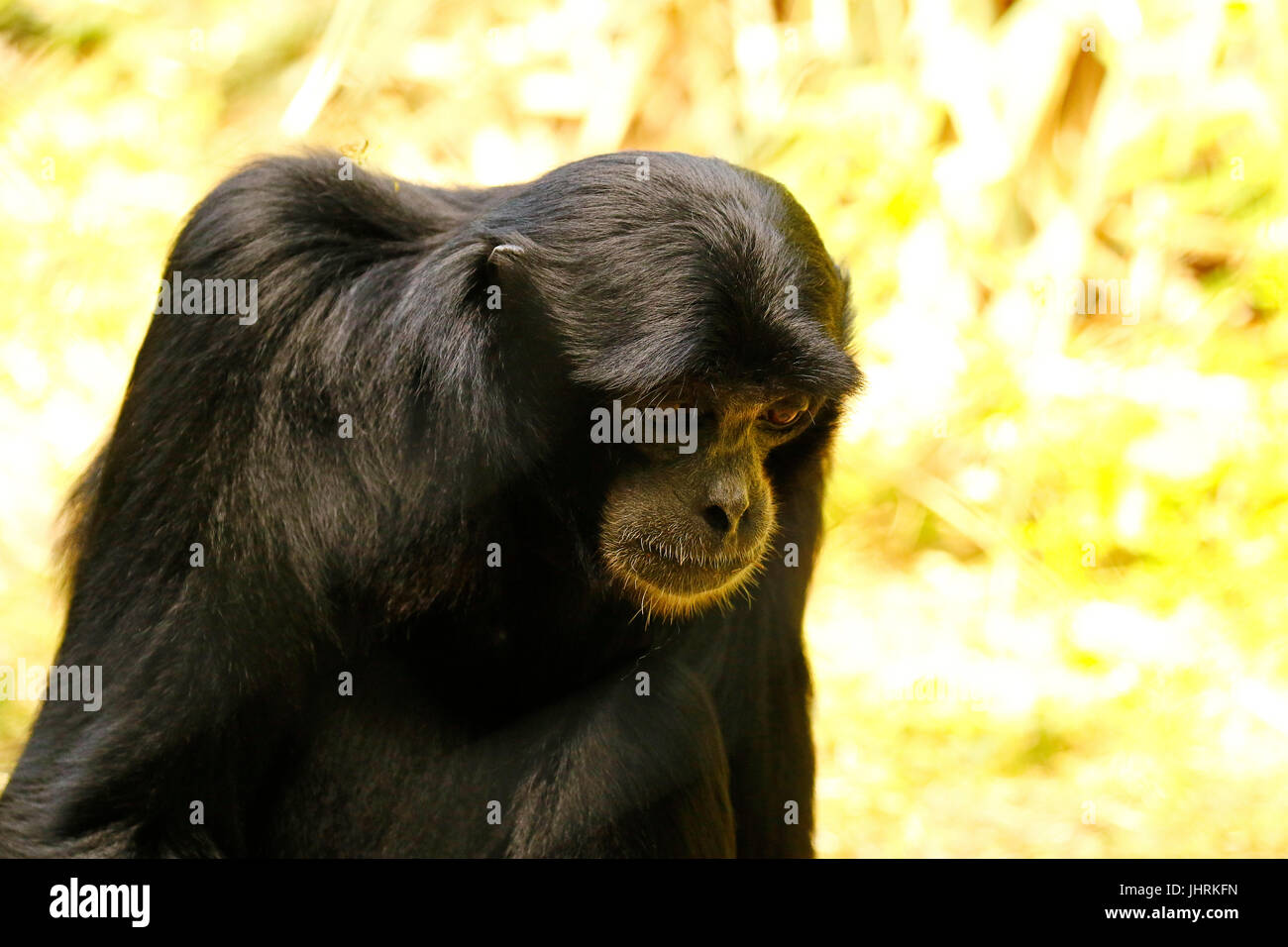 Lesser apes hi-res stock photography and images - Alamy