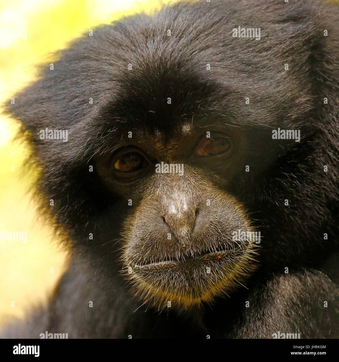 Gibbons also known as Smaller or Lesser apes Stock Photo - Alamy