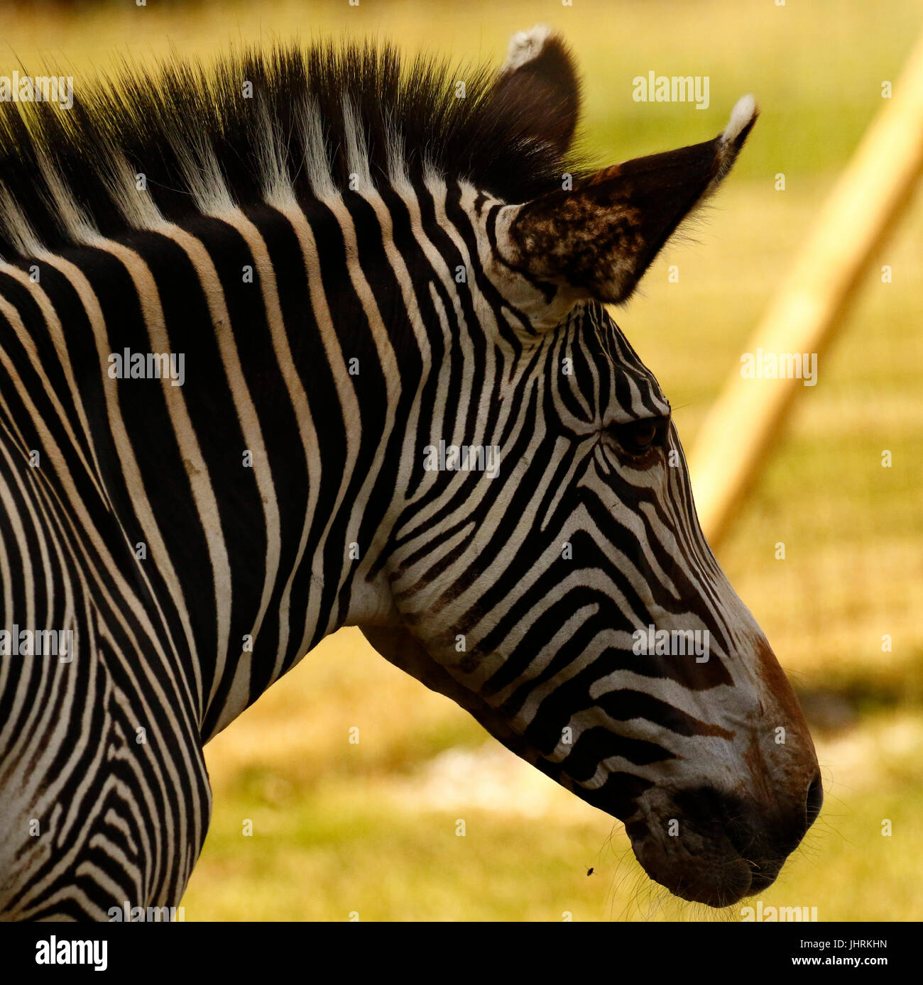 Zebra mule hi-res stock photography and images - Alamy