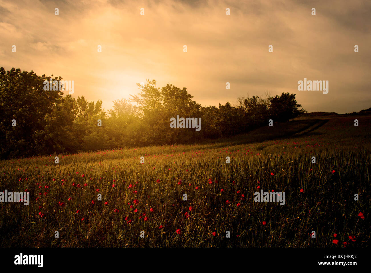 Poppy field in sunset Stock Photo - Alamy