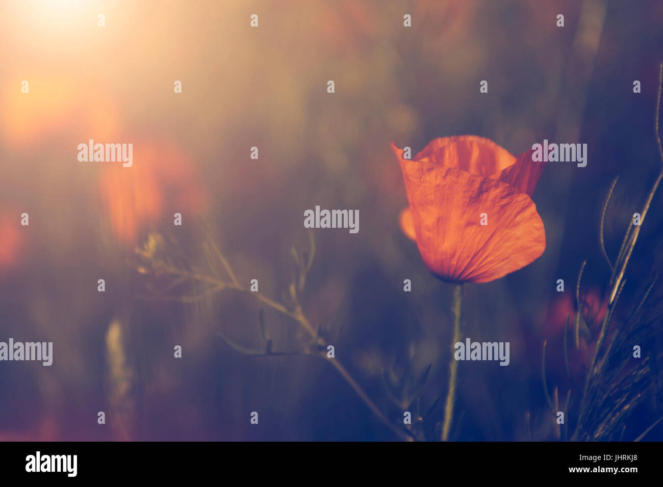 Poppy in sunset Stock Photo - Alamy