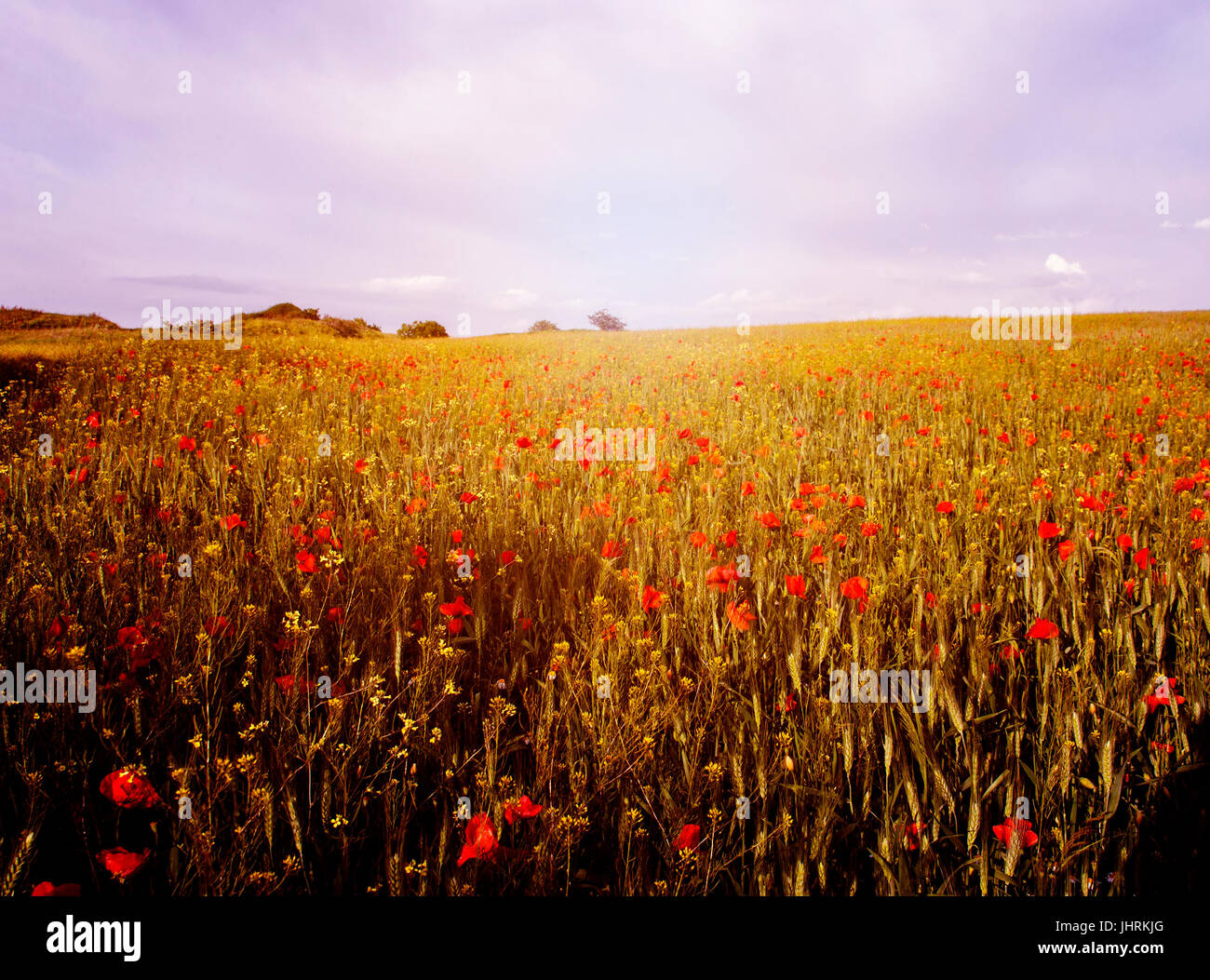 Poppy field in sunset Stock Photo - Alamy