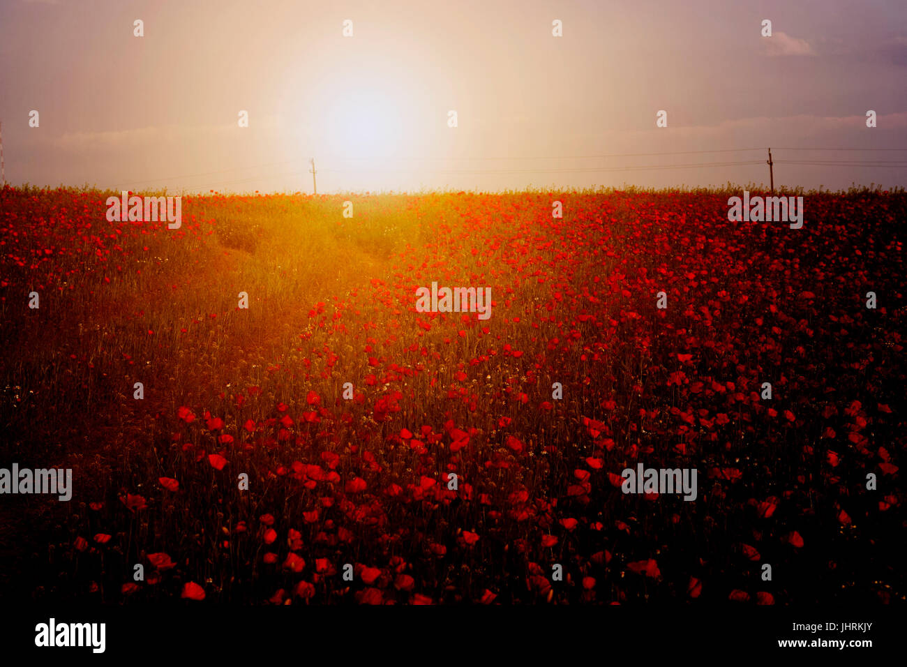 Poppy field in sunset Stock Photo - Alamy