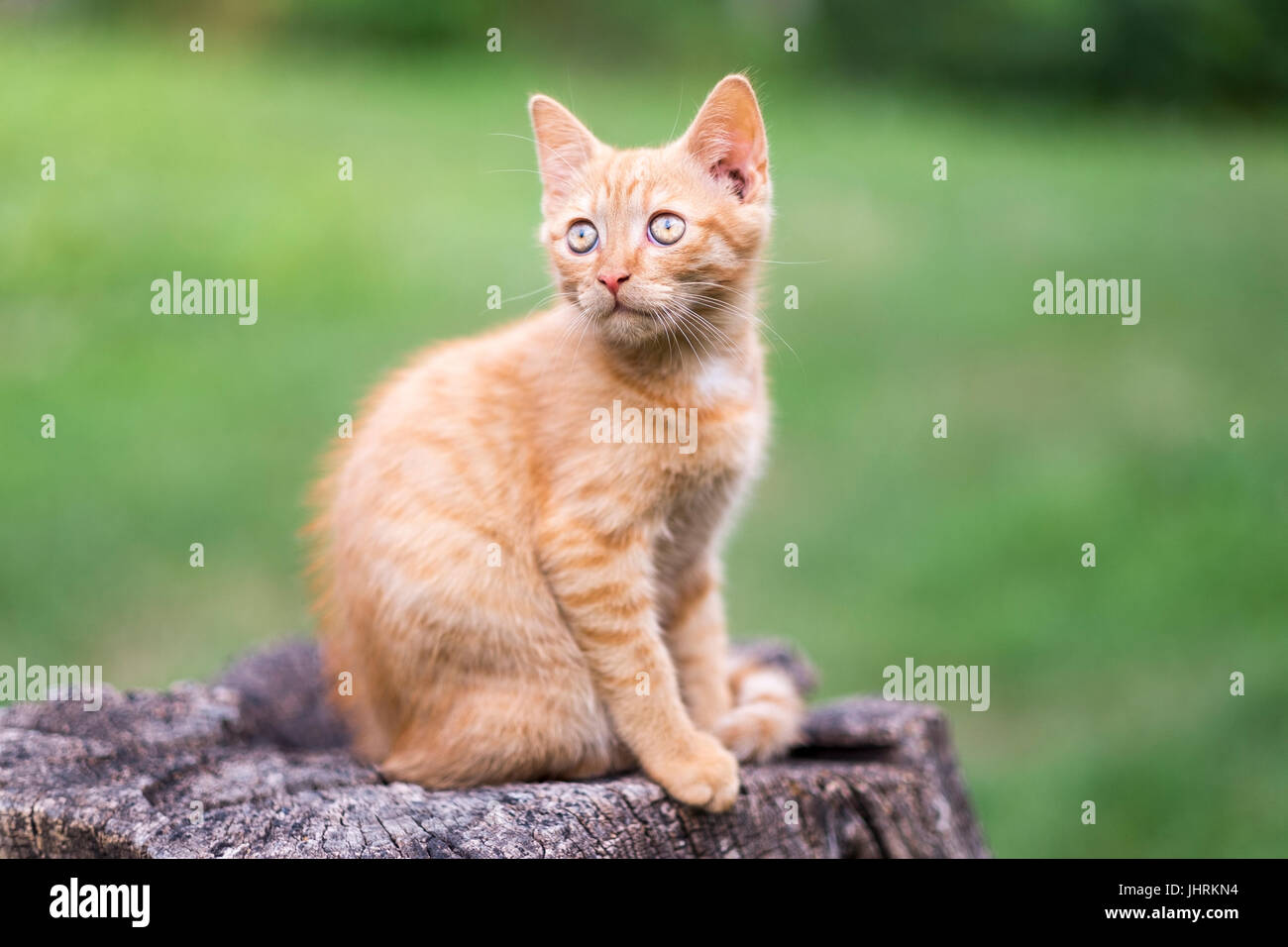 Cute adorable kitten hi-res stock photography and images - Alamy