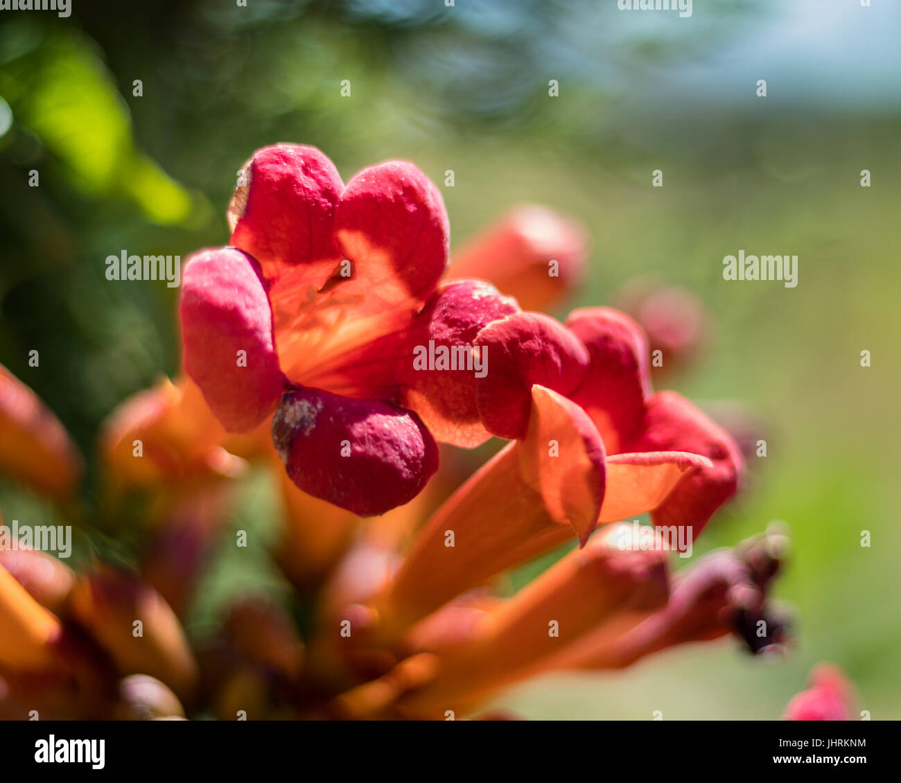 Lazily hi-res stock photography and images - Alamy