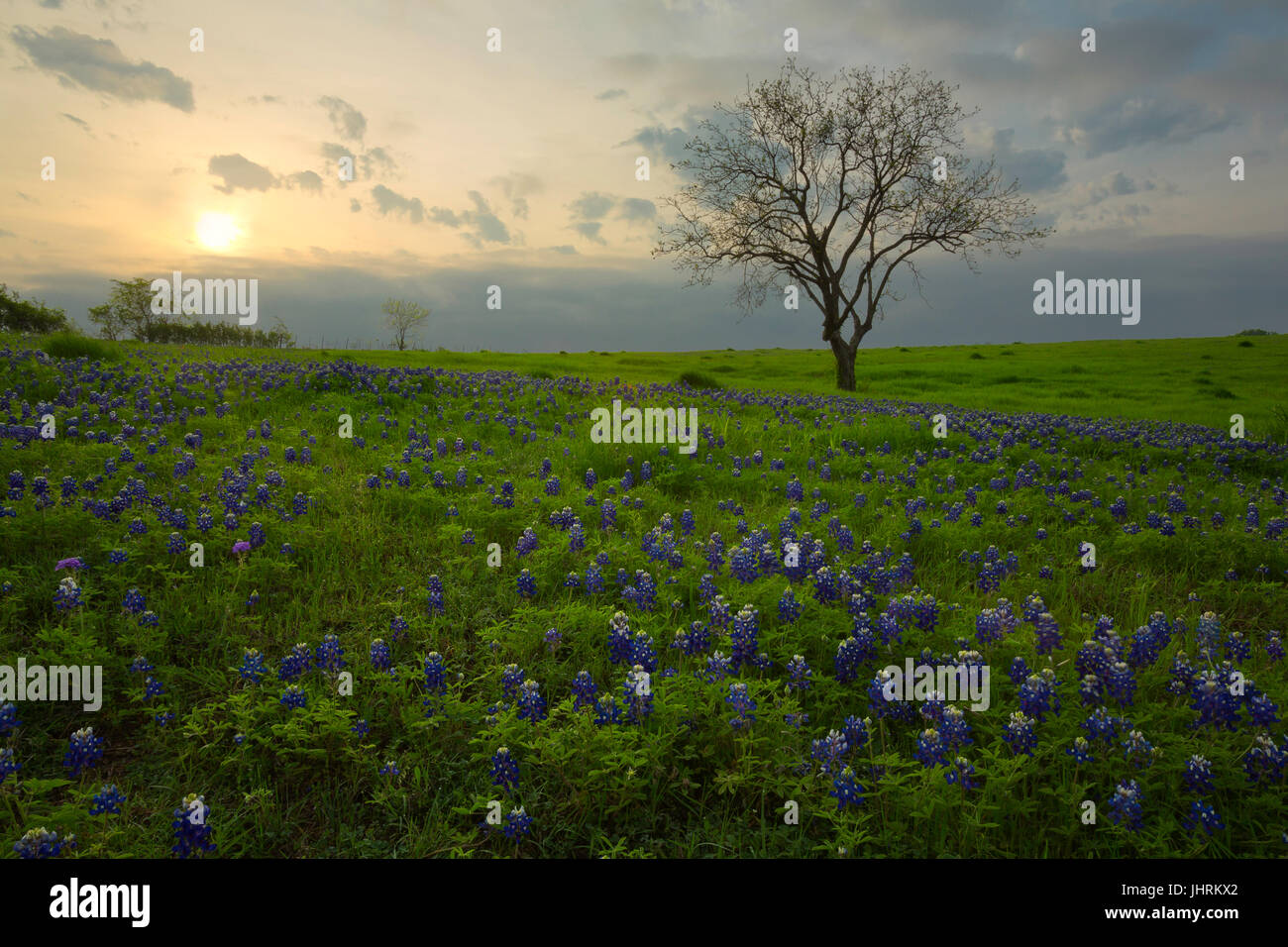 Sunrise over flower fields hi-res stock photography and images - Alamy