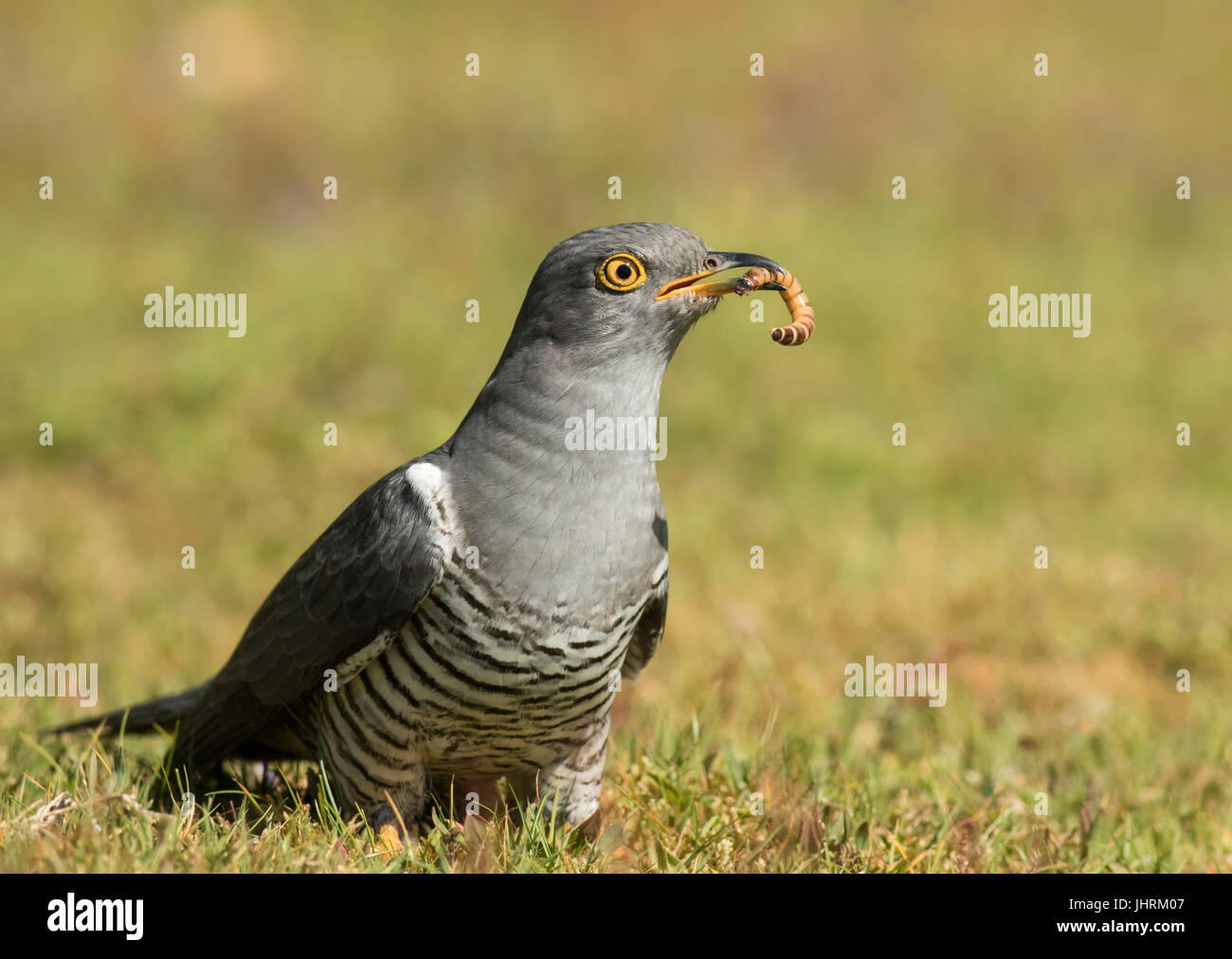 Adult bird feeding on the ground hi-res stock photography and images ...