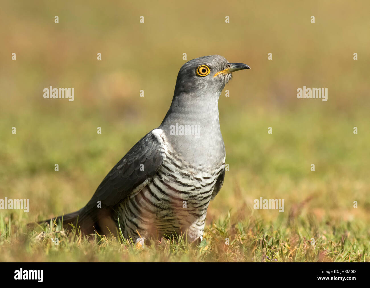 Adult Male Cuckoo perched on ground Stock Photo - Alamy