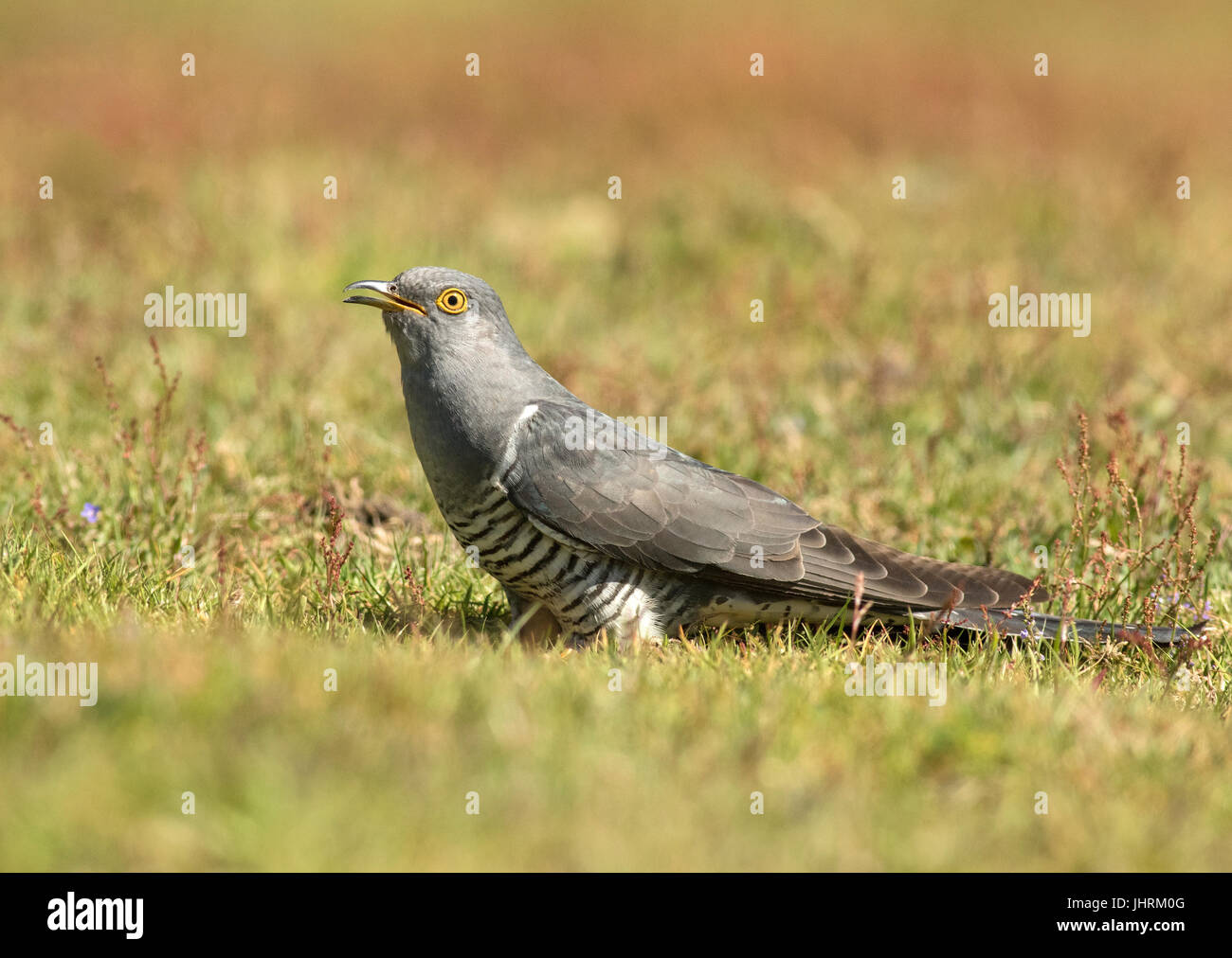 Common cuckoo uk hi-res stock photography and images - Alamy