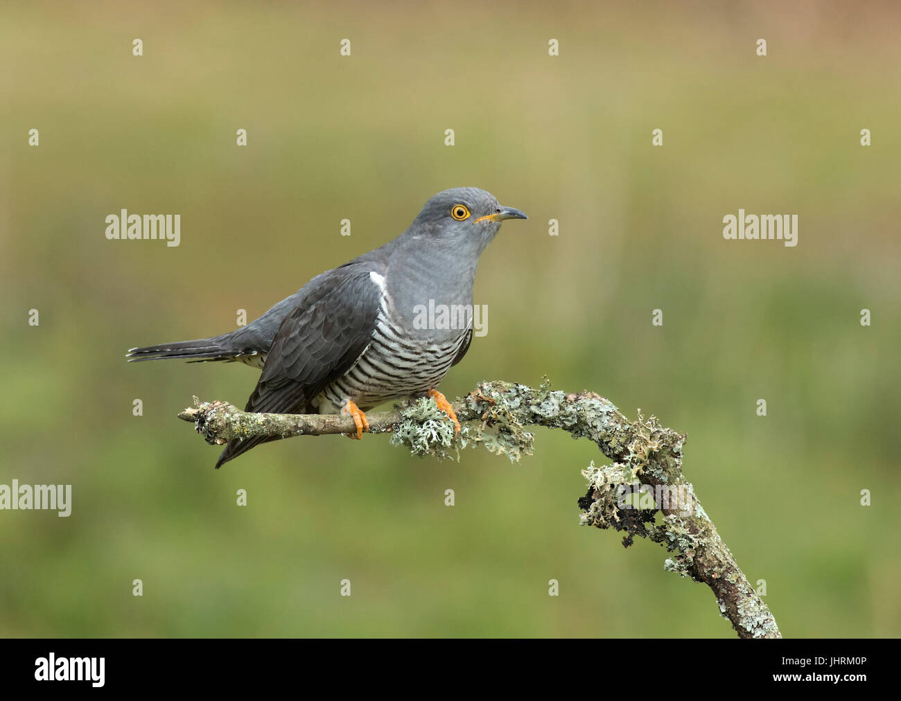 Adult male cuckoo hi-res stock photography and images - Alamy