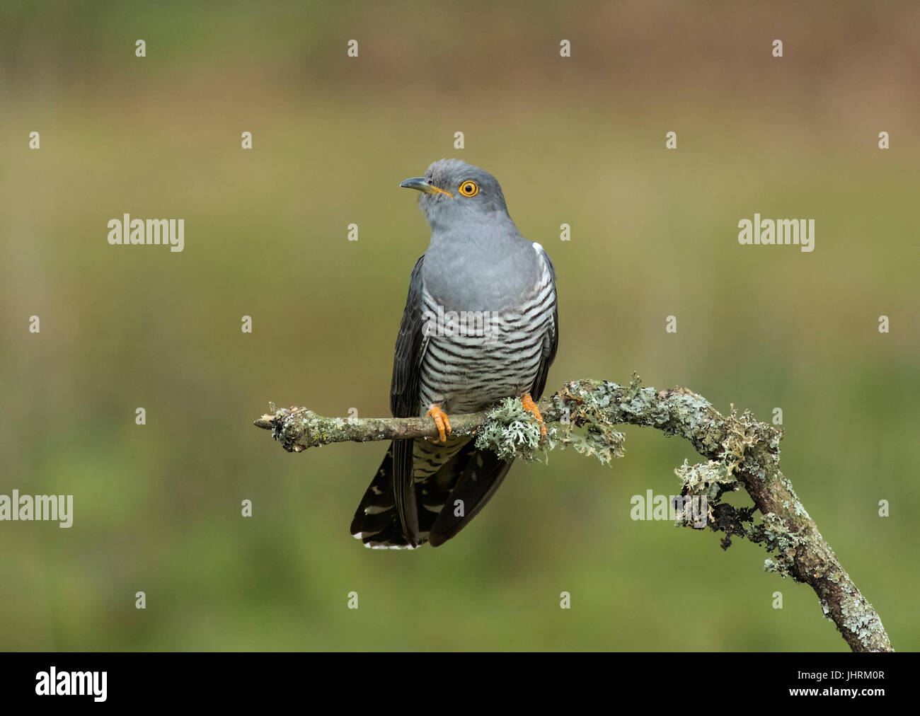 Adult Male Cuckoo perched on Lichen covered Branch Stock Photo - Alamy