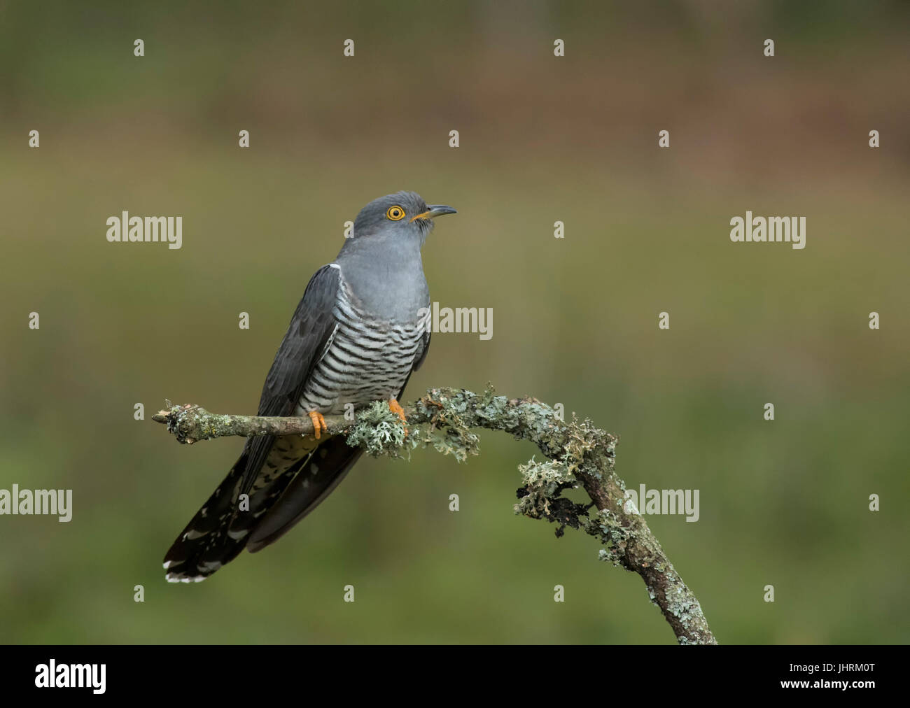 Adult male cuckoo hi-res stock photography and images - Alamy