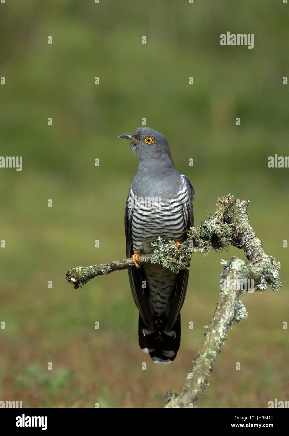 Adult male cuckoo hi-res stock photography and images - Alamy