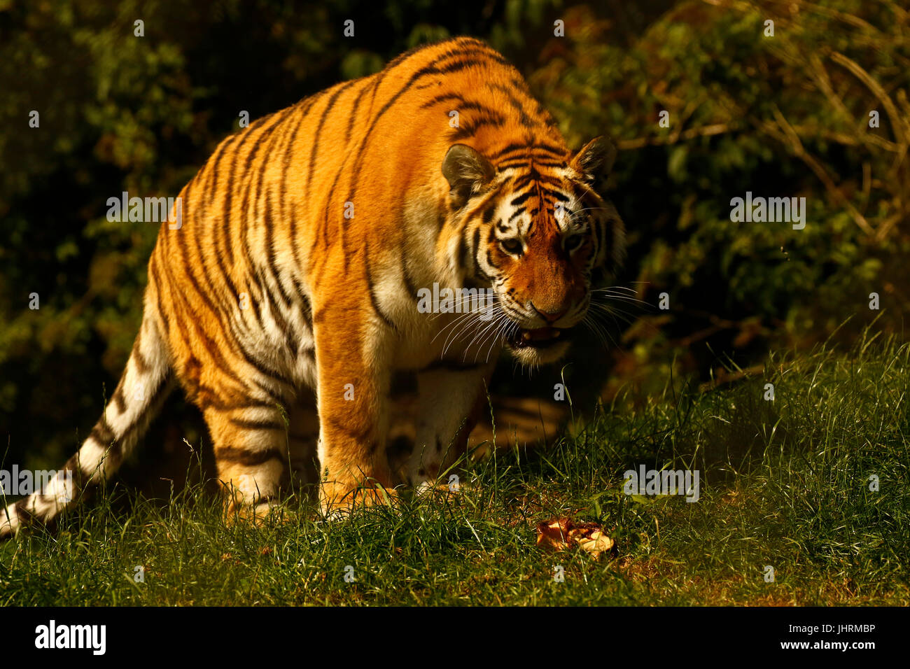 Tiger marwell zoo hi-res stock photography and images - Alamy