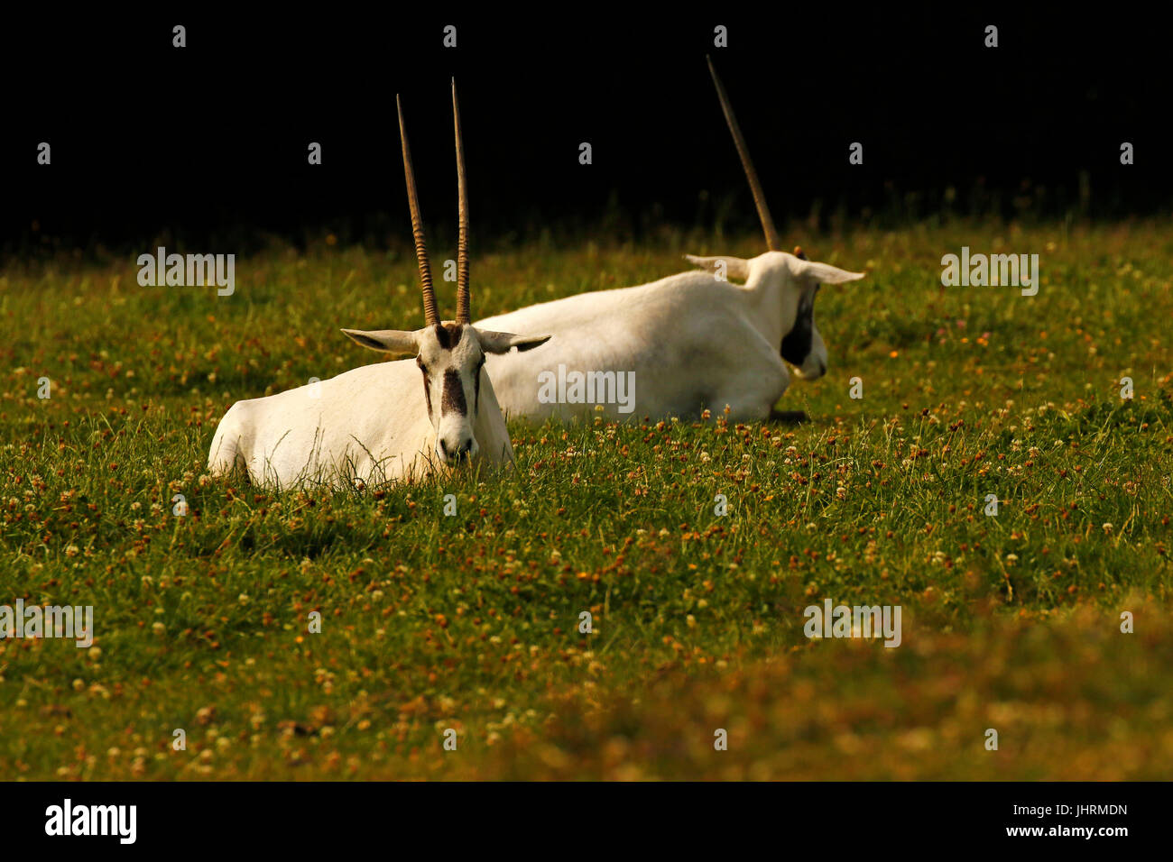 The Scimitar-horned Oryx now extinct in the wild Stock Photo - Alamy