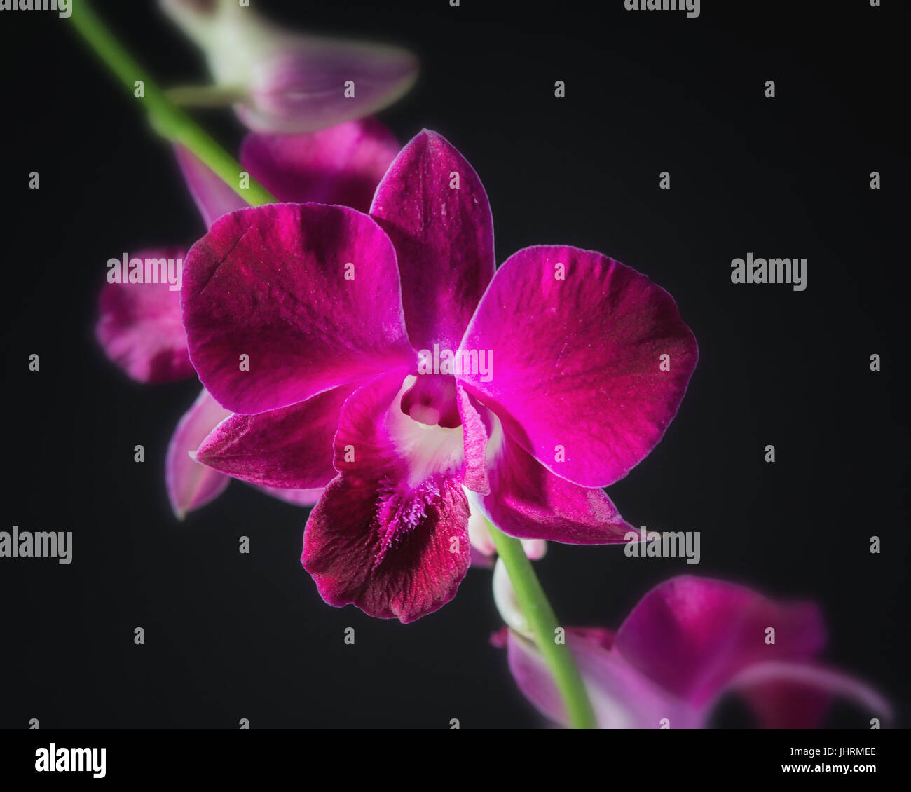 Dendrobium red bull hi-res stock photography and images - Alamy