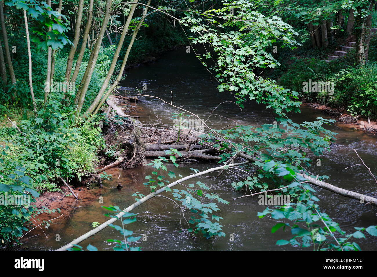 Biberbau, Biber, Biberdamm, Damm an der Lauter im Elsaß, Frankreich ...