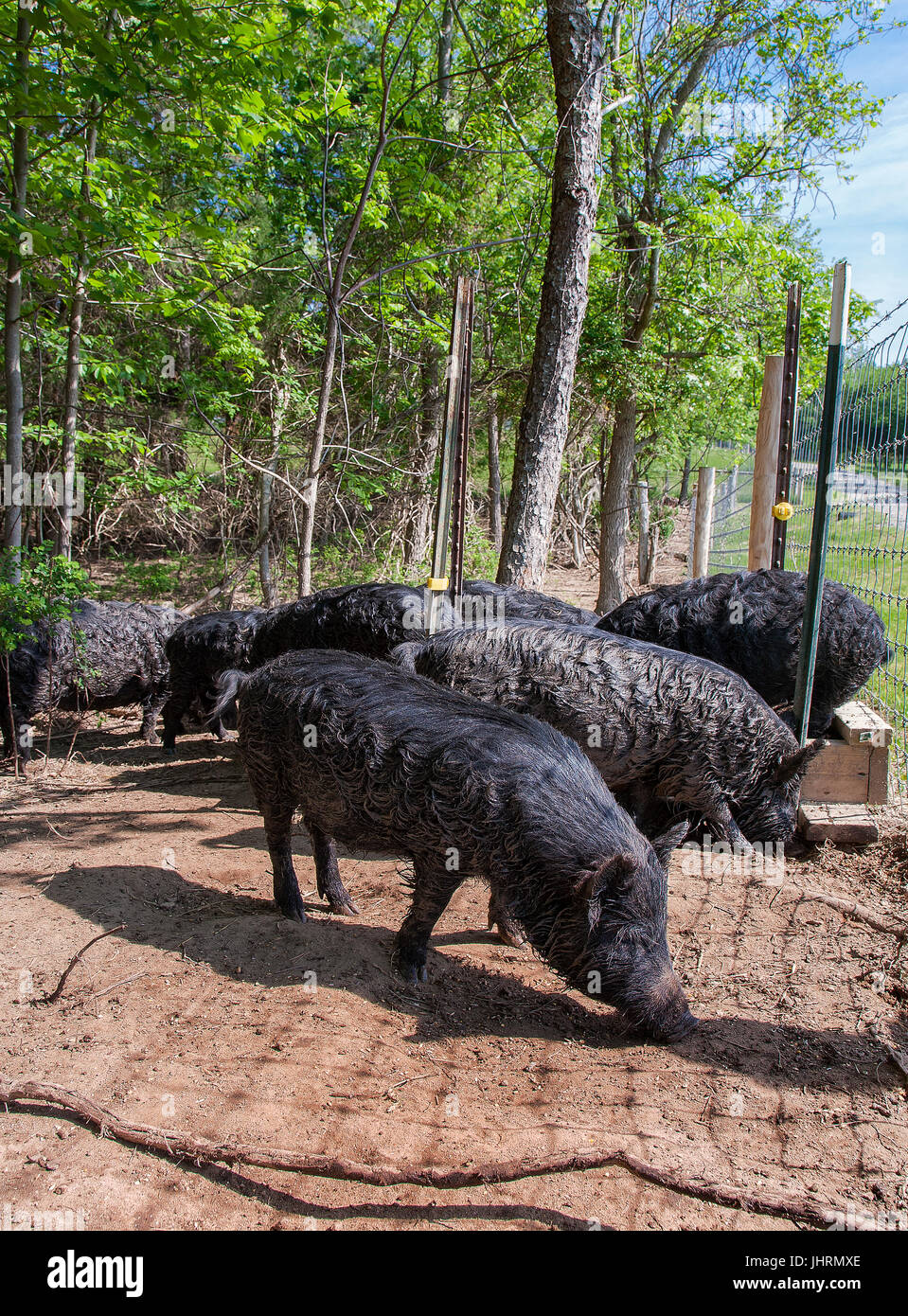Black pigs hi-res stock photography and images - Alamy