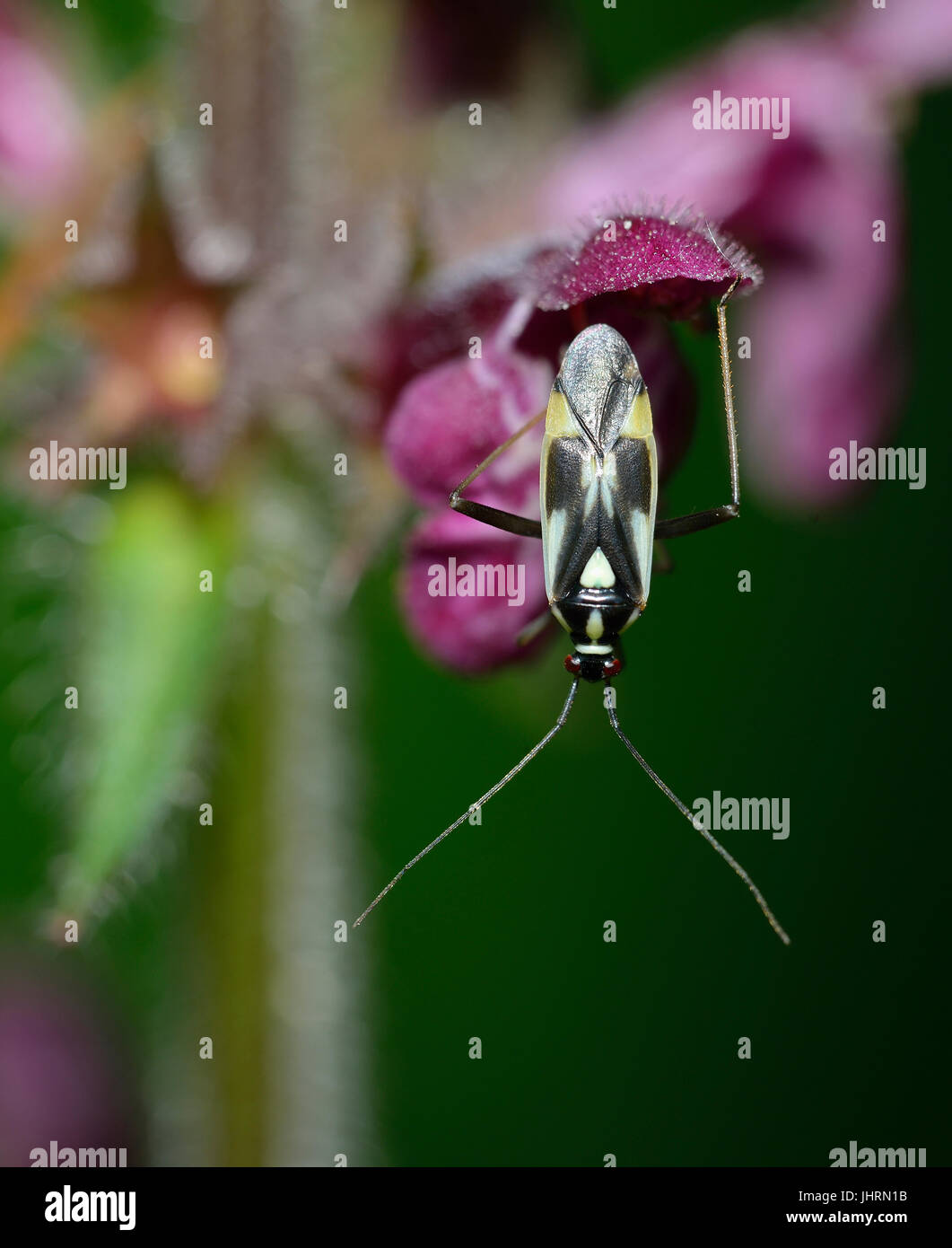 A Plant Bug - Grypocoris stysi on Hedge Woundwort - Stachys sylvatica ...
