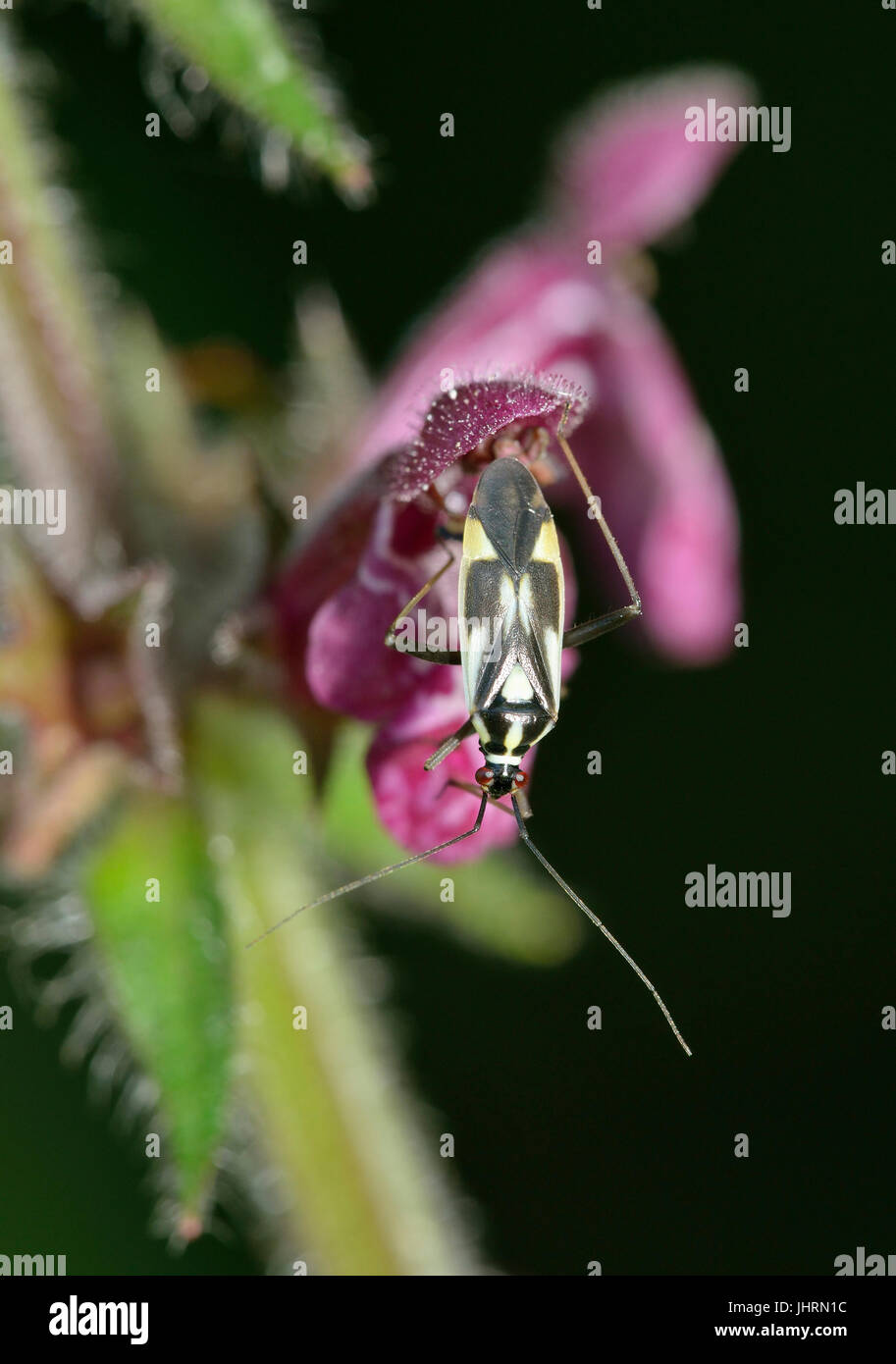 A Plant Bug - Grypocoris stysi on Hedge Woundwort - Stachys sylvatica ...