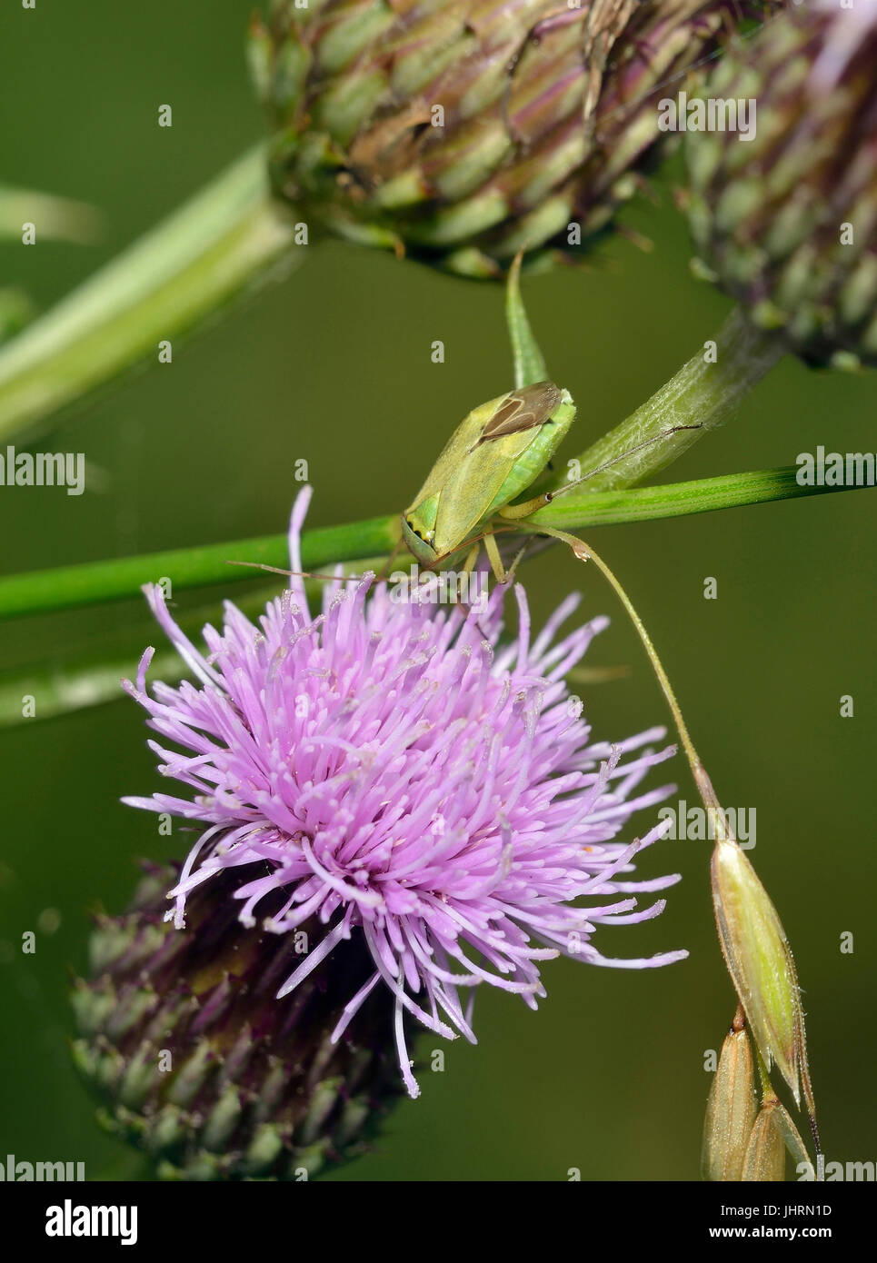 Potato Capsid Bug - Closterotomus norwegicus on Creeping Thistle ...